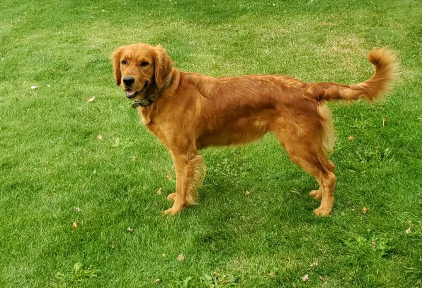 Lilac Acres in Oregon | Golden Retriever puppies | Good Dog