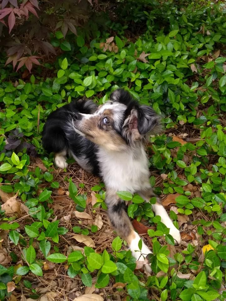 Loving Trail Aussies in Texas | Australian Shepherd puppies | Good Dog
