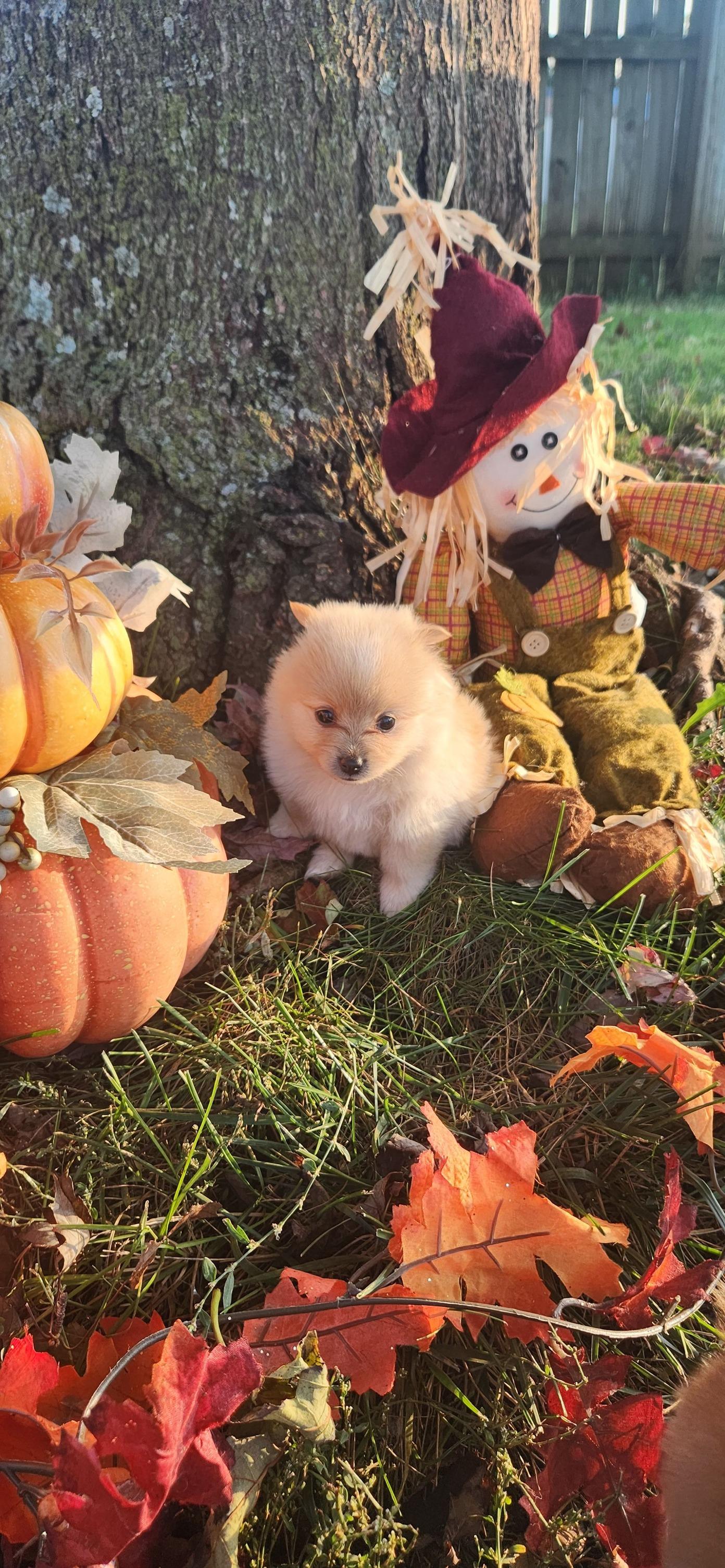Paulanne's Pomeranians in Missouri | Pomeranian puppies | Good Dog