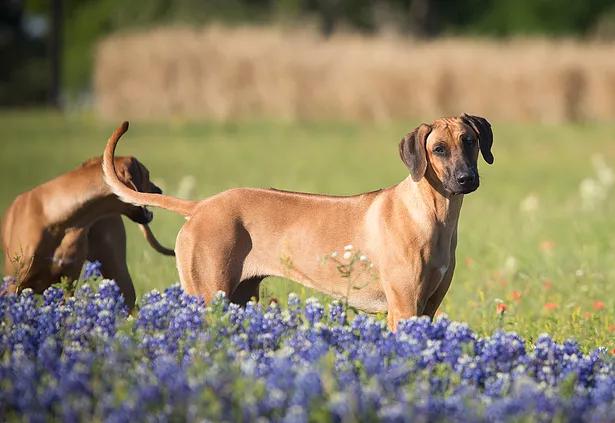 Lions Gate Rhodesian Ridgebacks in Texas | Rhodesian Ridgeback puppies ...