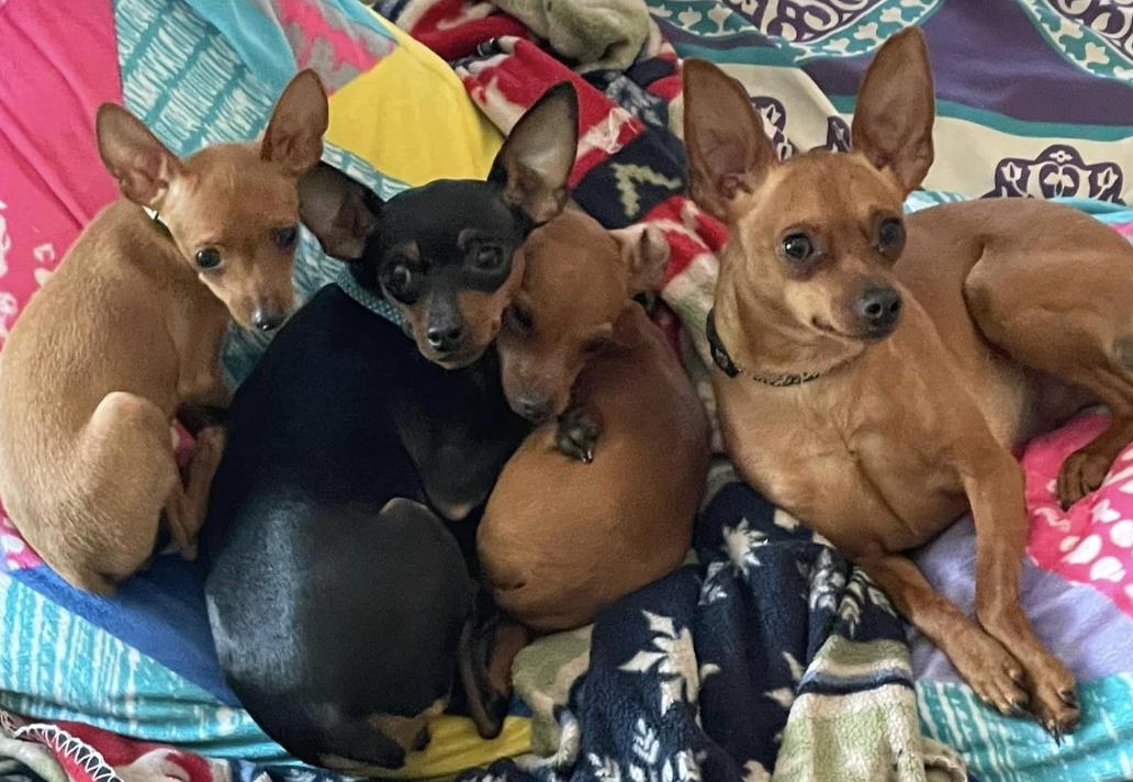 Little L’s Magical Min Pins in Virginia | Miniature Pinscher puppies ...