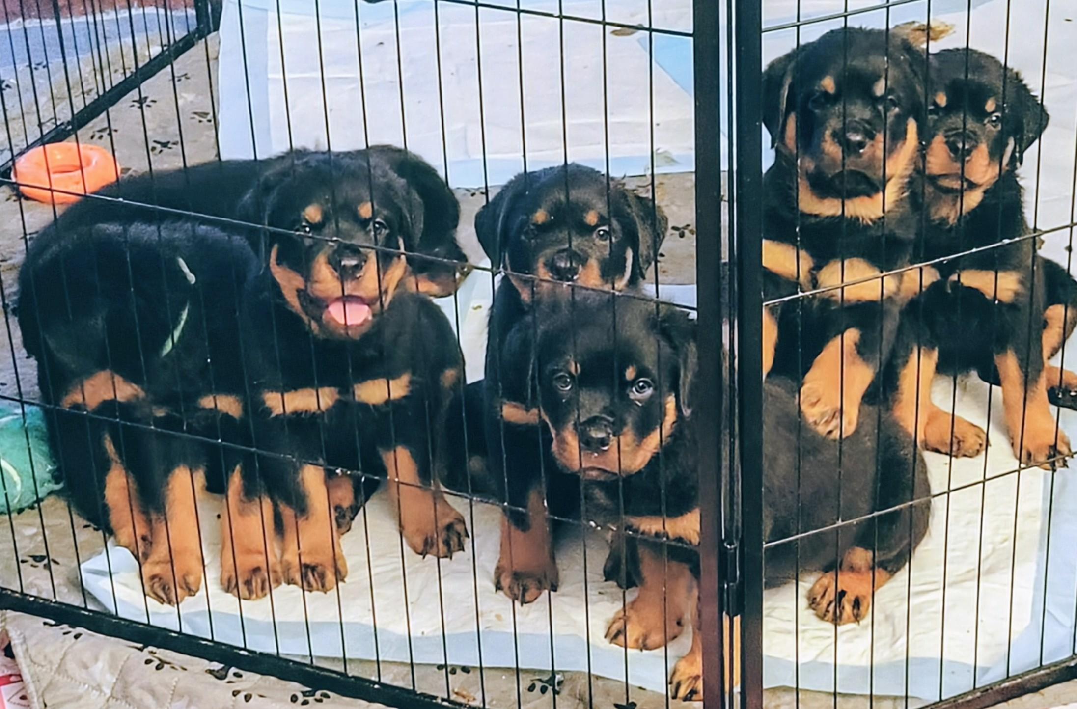 One Time Breeding in Oregon | Rottweiler puppies | Good Dog