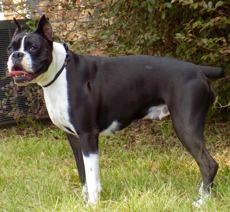 Toledo Bend Boxers in Louisiana | Boxer puppies | Good Dog