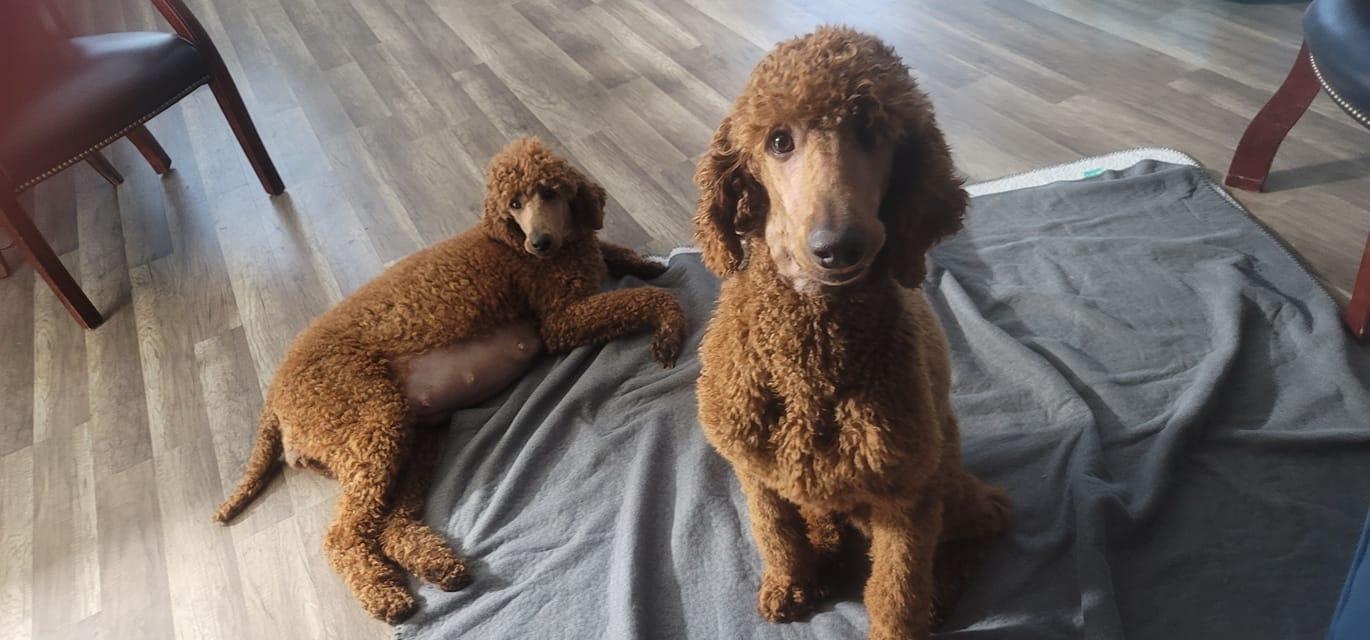Jiny's Red Standard Poodles in Texas | Poodle puppies | Good Dog