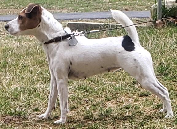 Shepherd Park Kennels in Maryland | Jack Russell Terrier puppies | Good Dog