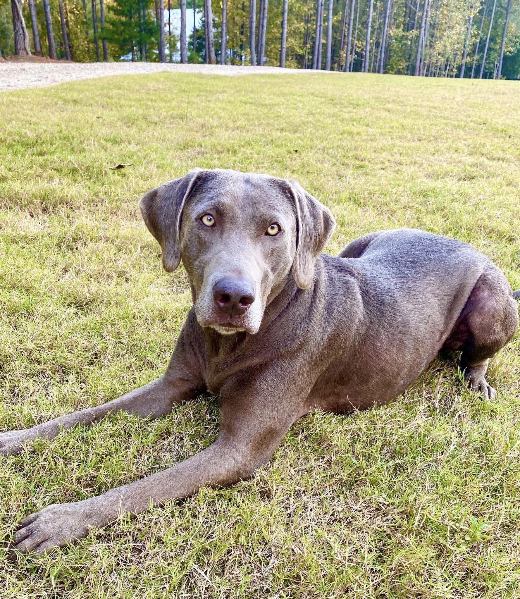 Loblockee Creek Labs of Auburn in Alabama | Labrador Retriever and ...