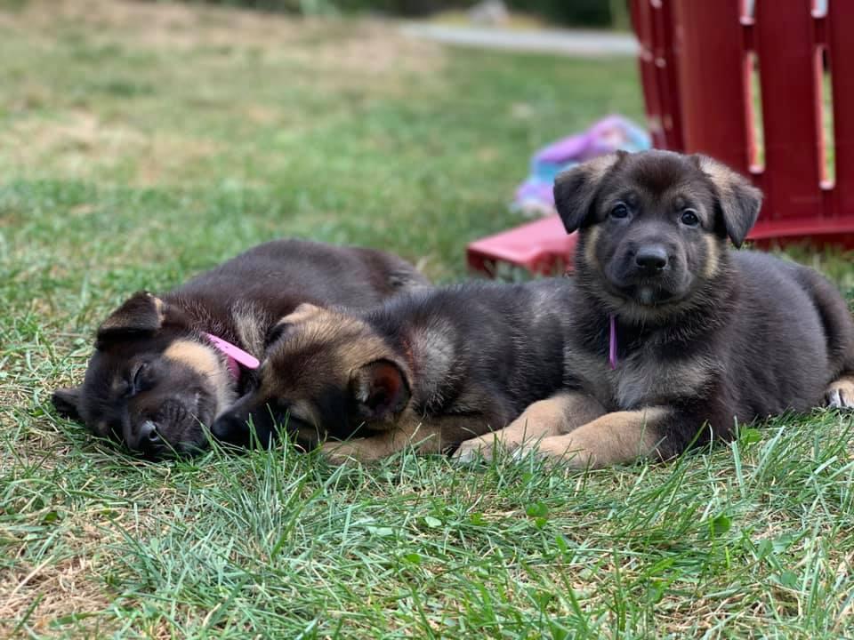 Kryptonian & Kynthos German Shepherd Dogs in Rhode Island | German ...