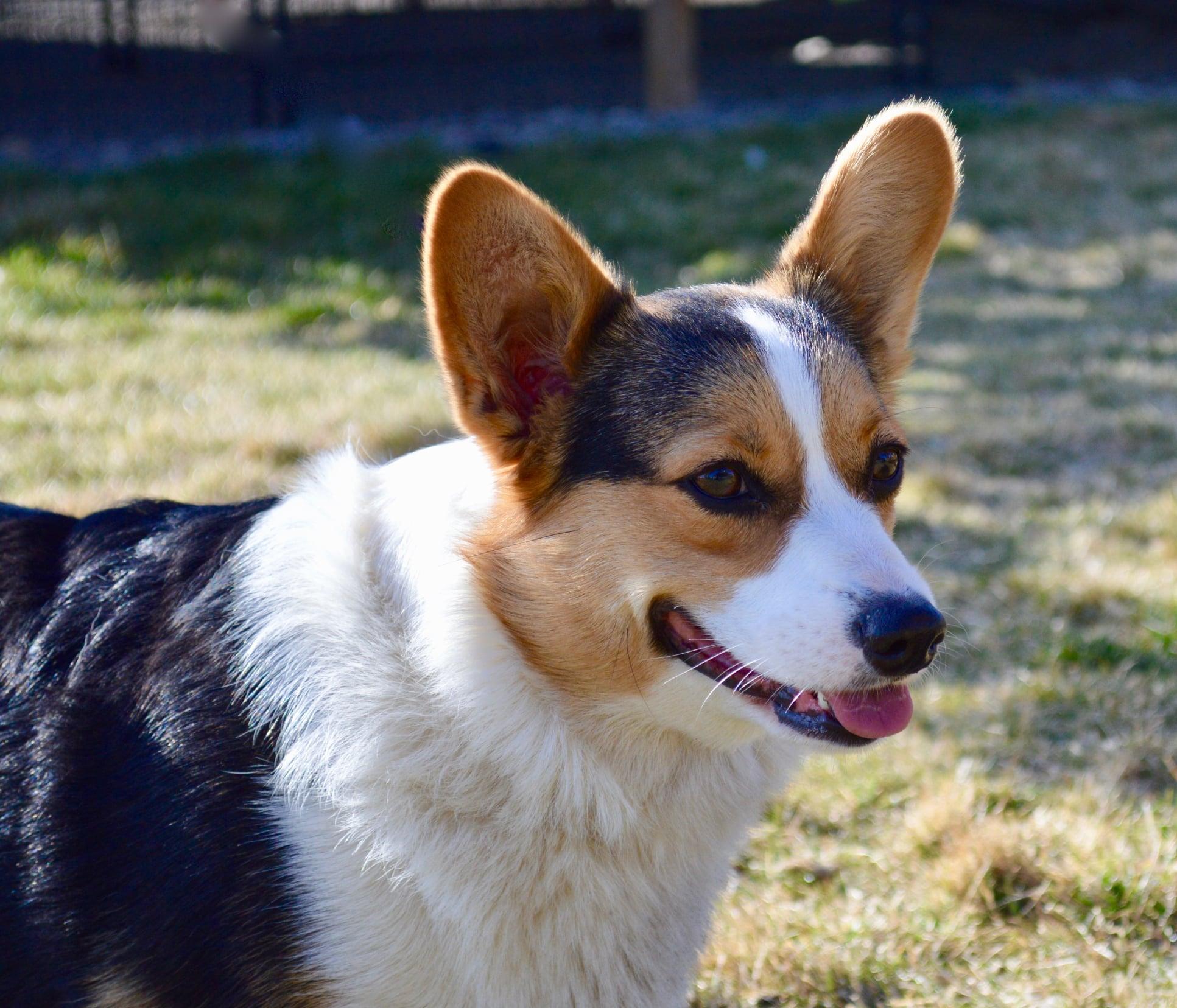 Sunnydale Corgis in Oregon | Pembroke Welsh Corgi puppies | Good Dog