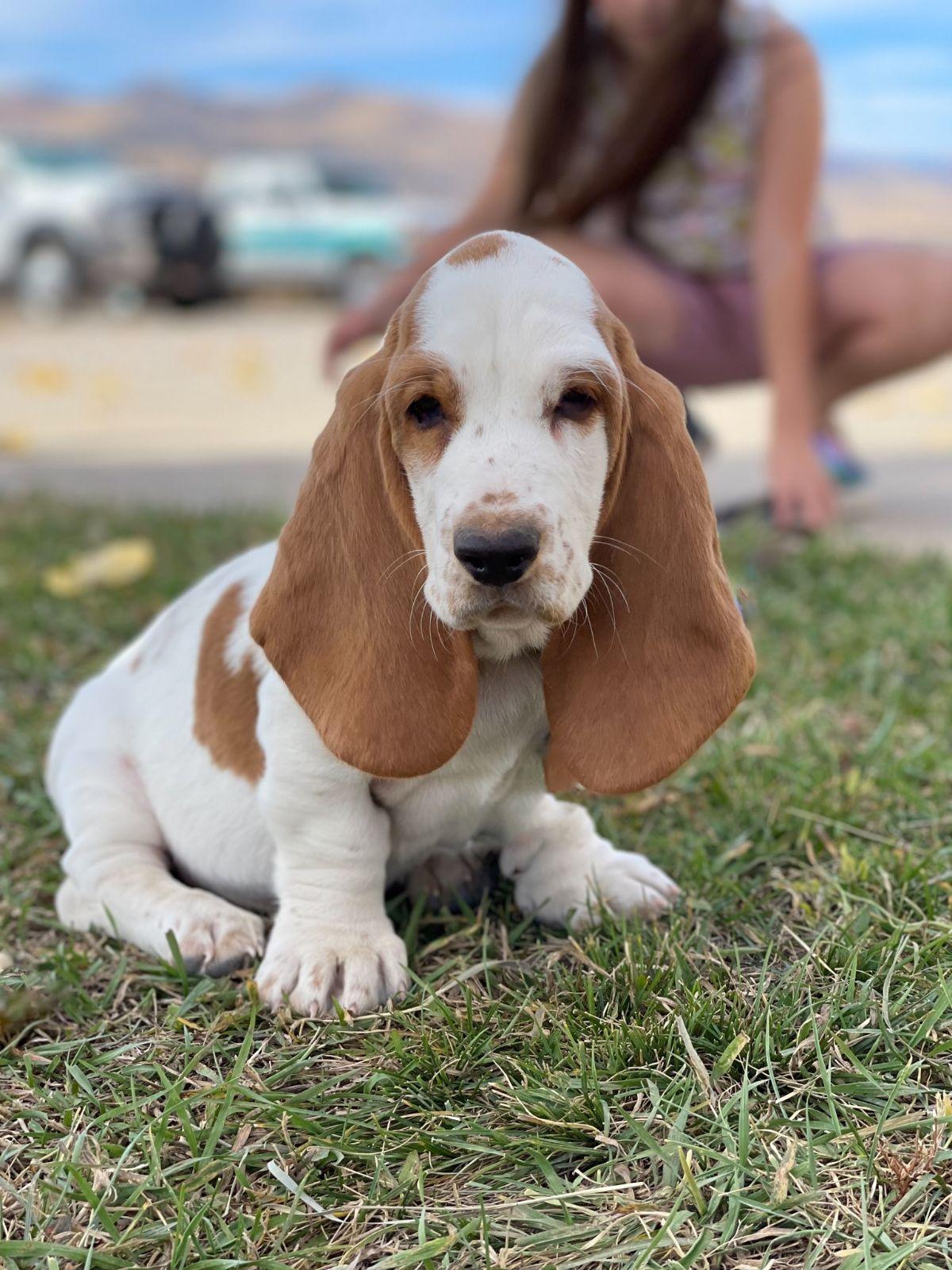 Royal Baez Basset in Nebraska | Basset Hound and Shih Tzu puppies ...