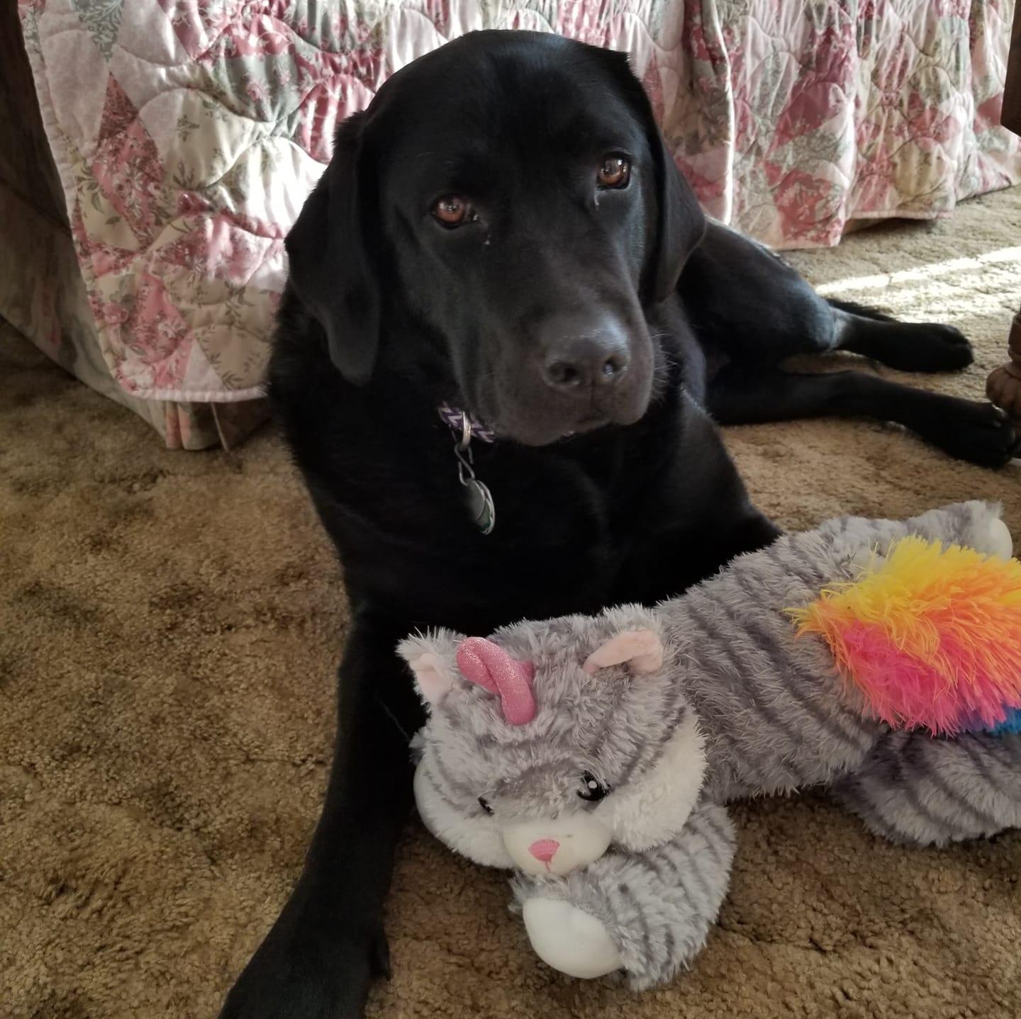 Wag More English Labradors in Maryland | Labrador Retriever puppies ...