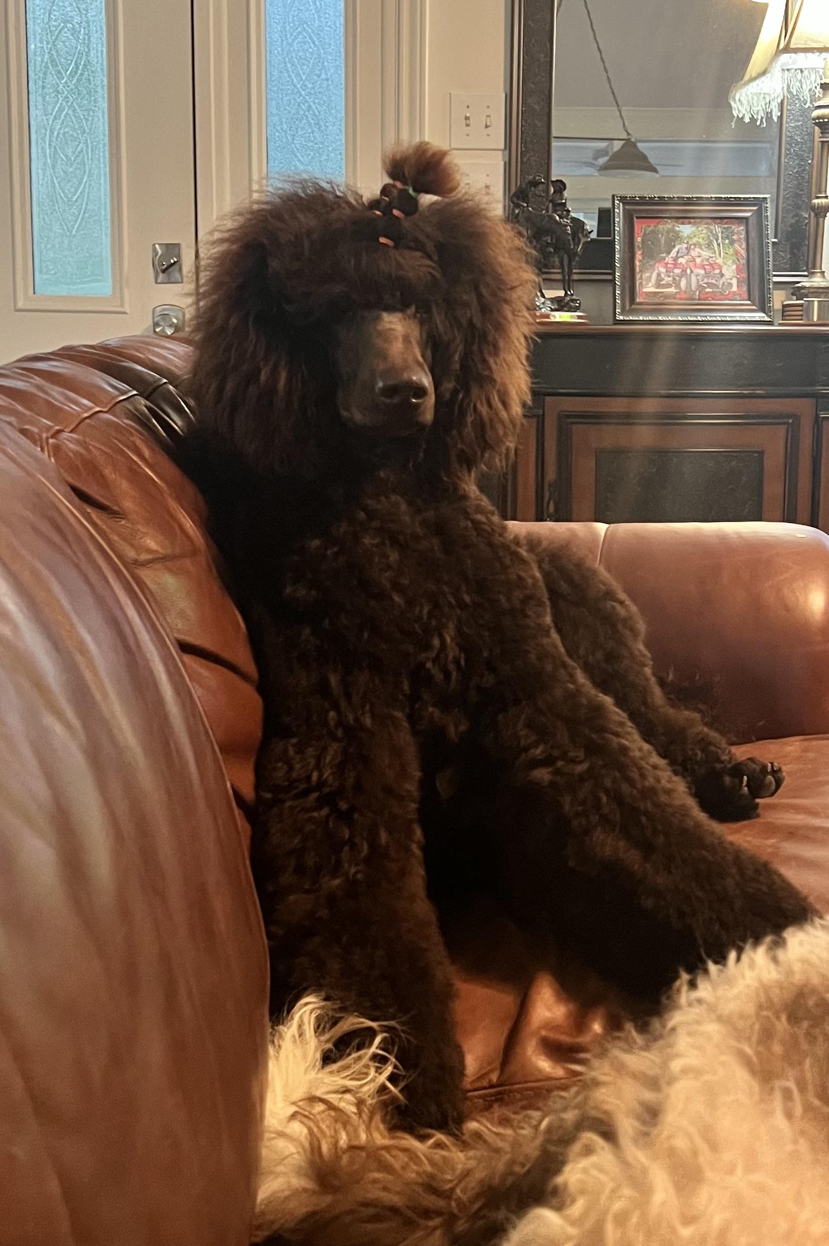 LLL Dog Ranch in Texas | Poodle puppies | Good Dog