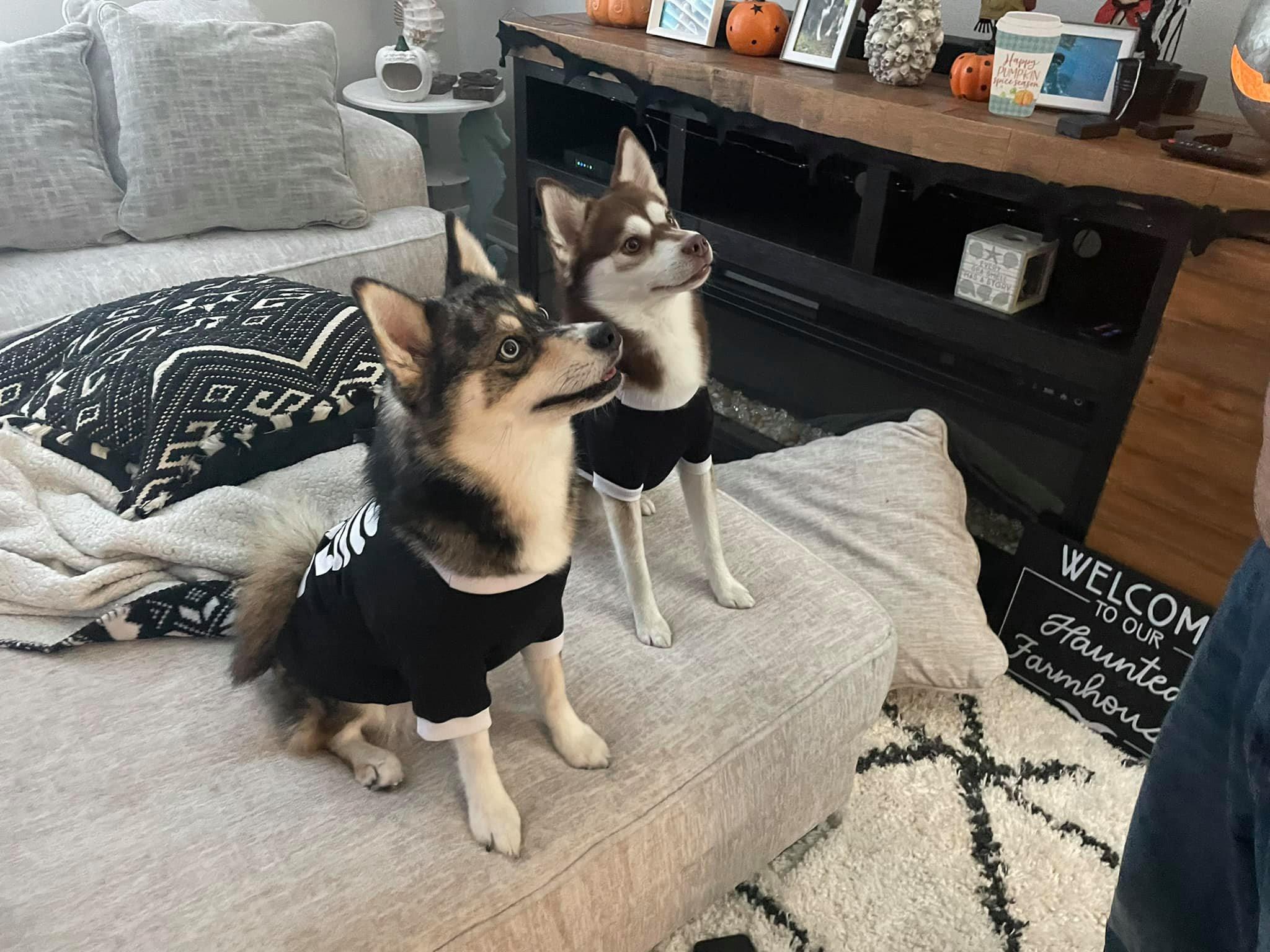 Neon Moon Pomskies in Florida | Pomsky puppies | Good Dog