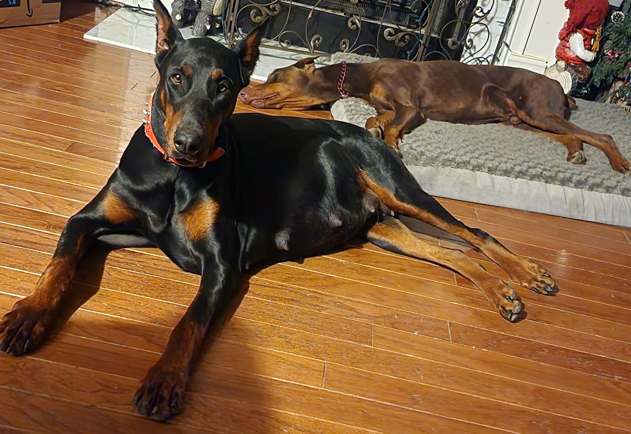 Music City Dobermans in Tennessee | Doberman Pinscher puppies | Good Dog