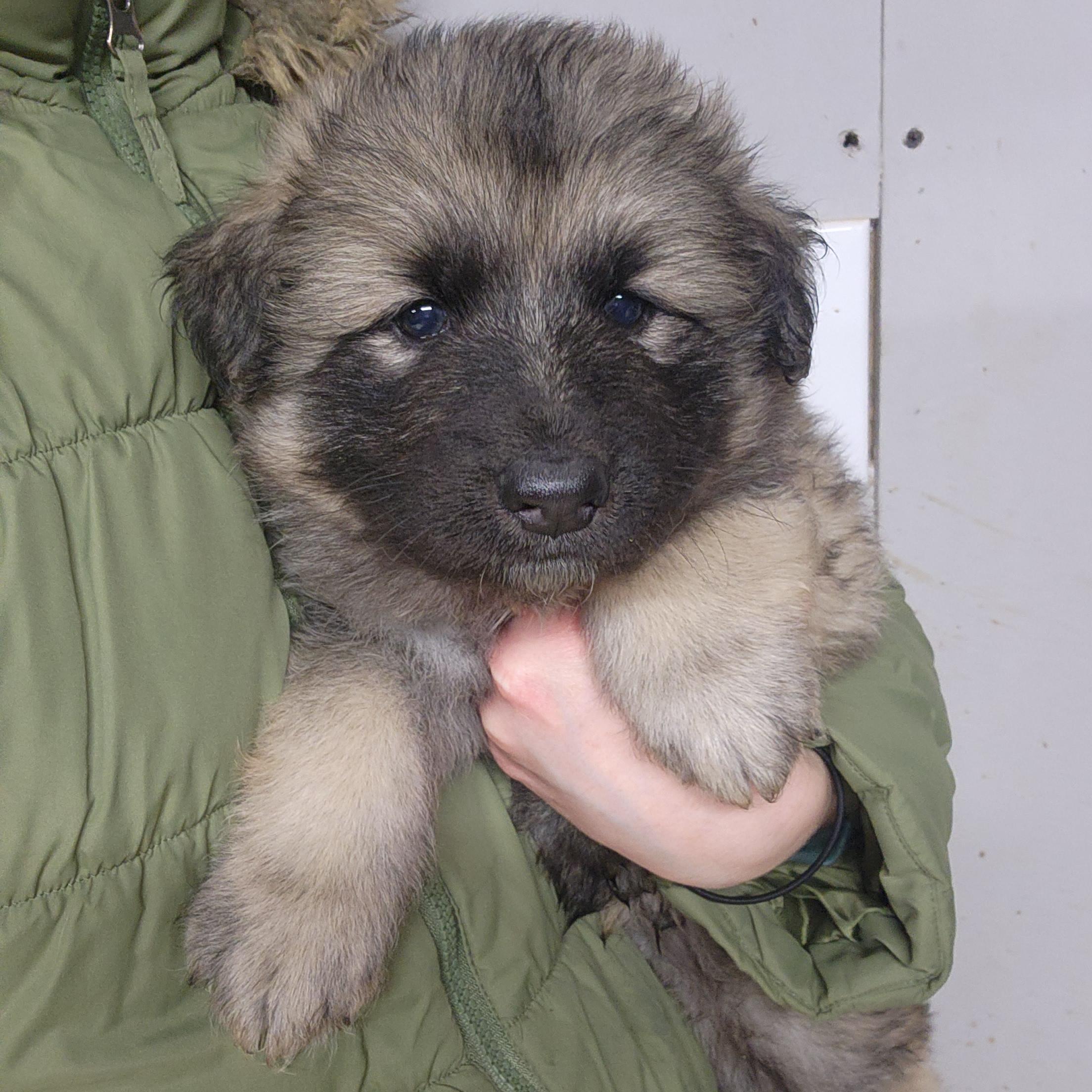 Mountainside German Shepherds in Pennsylvania | German Shepherd puppies ...