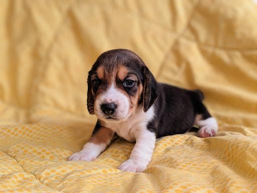 Clover Beagles in Texas | Beagle puppies | Good Dog