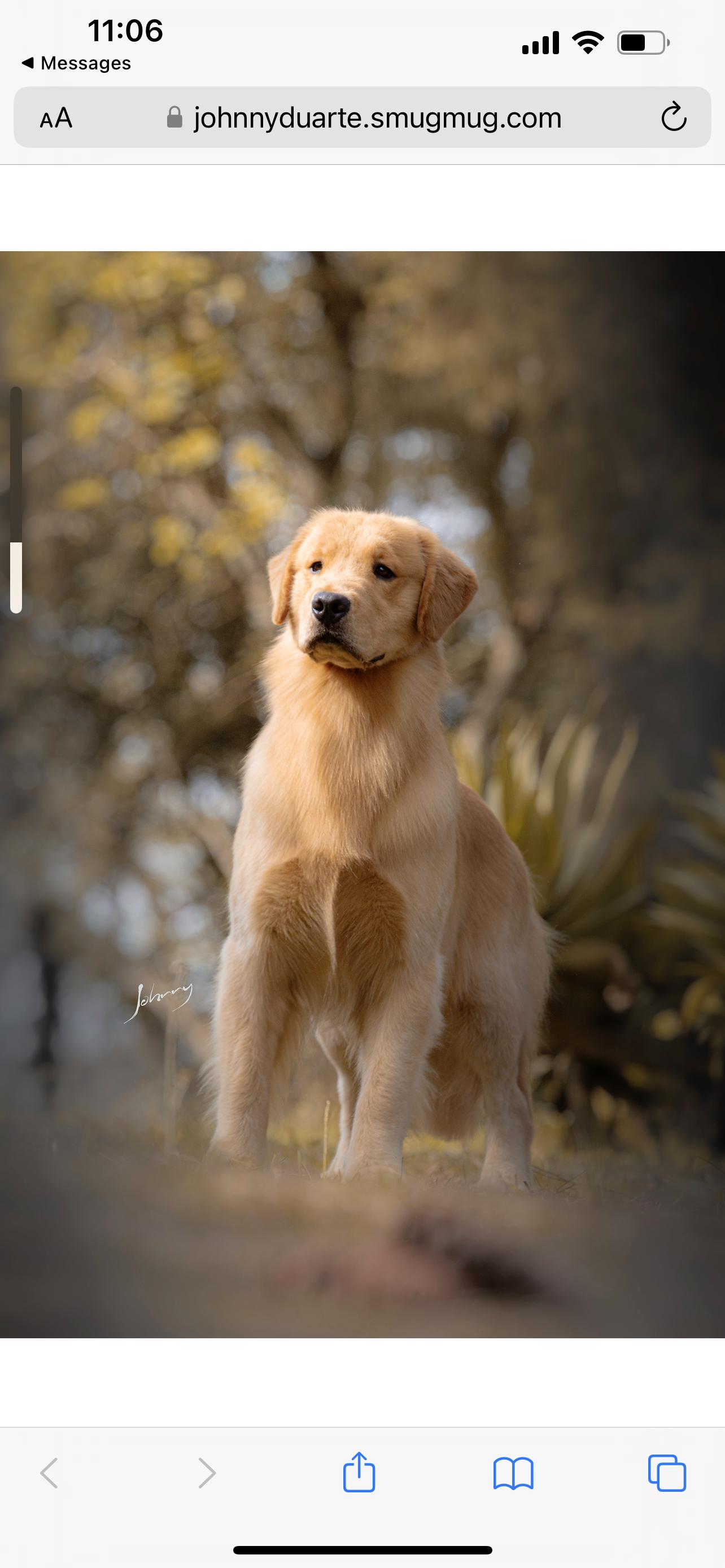 Sterling Goldens in Connecticut | Golden Retriever puppies | Good Dog