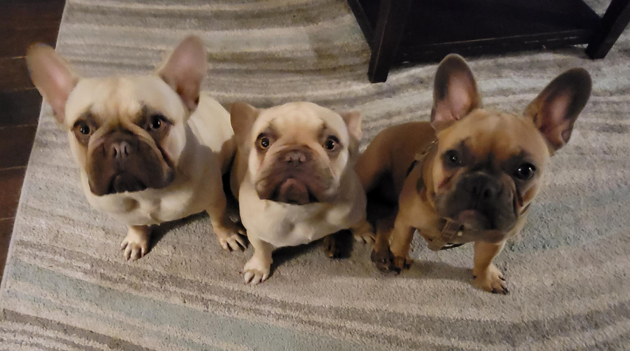 Dogwood Farms French Bulldogs in Georgia | French Bulldog puppies ...