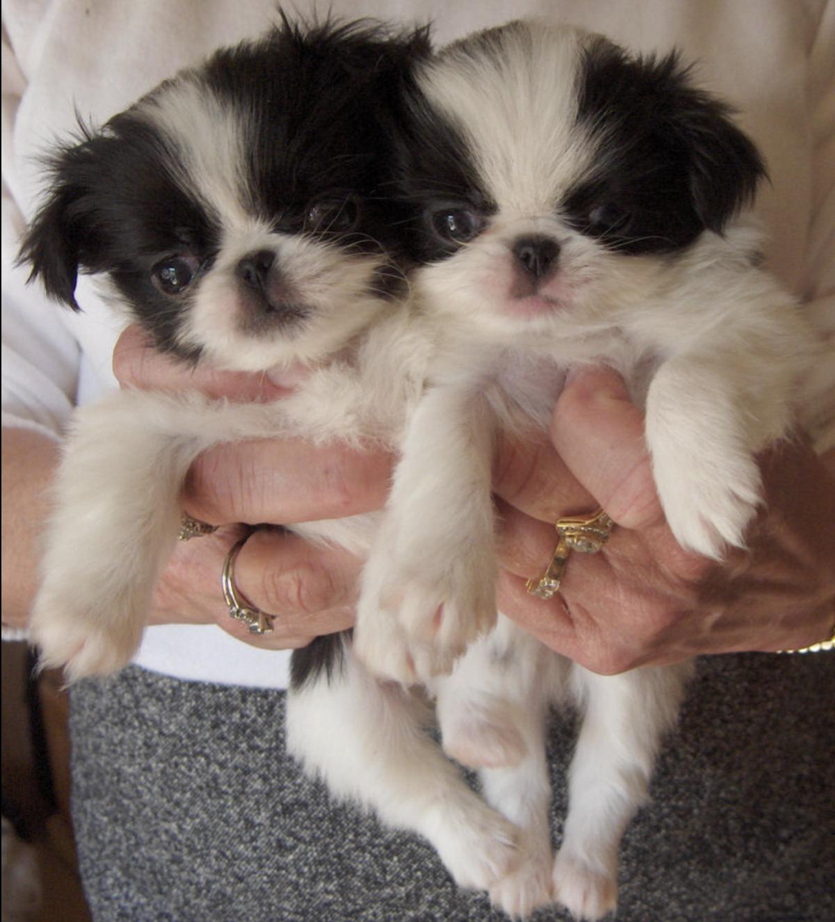 Cherie Boice in North Carolina | Japanese Chin puppies | Good Dog