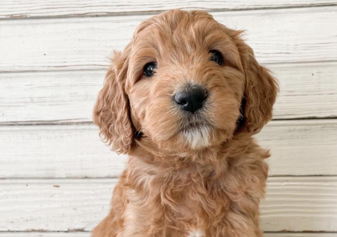 Southern Standard Doodles in North Carolina | Goldendoodle puppies ...