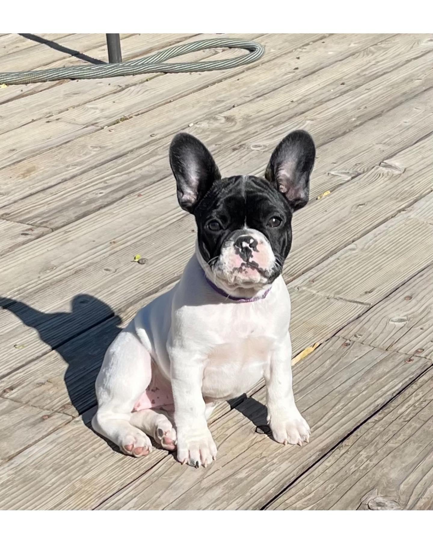 Frenchies with Standards in California | French Bulldog puppies | Good Dog