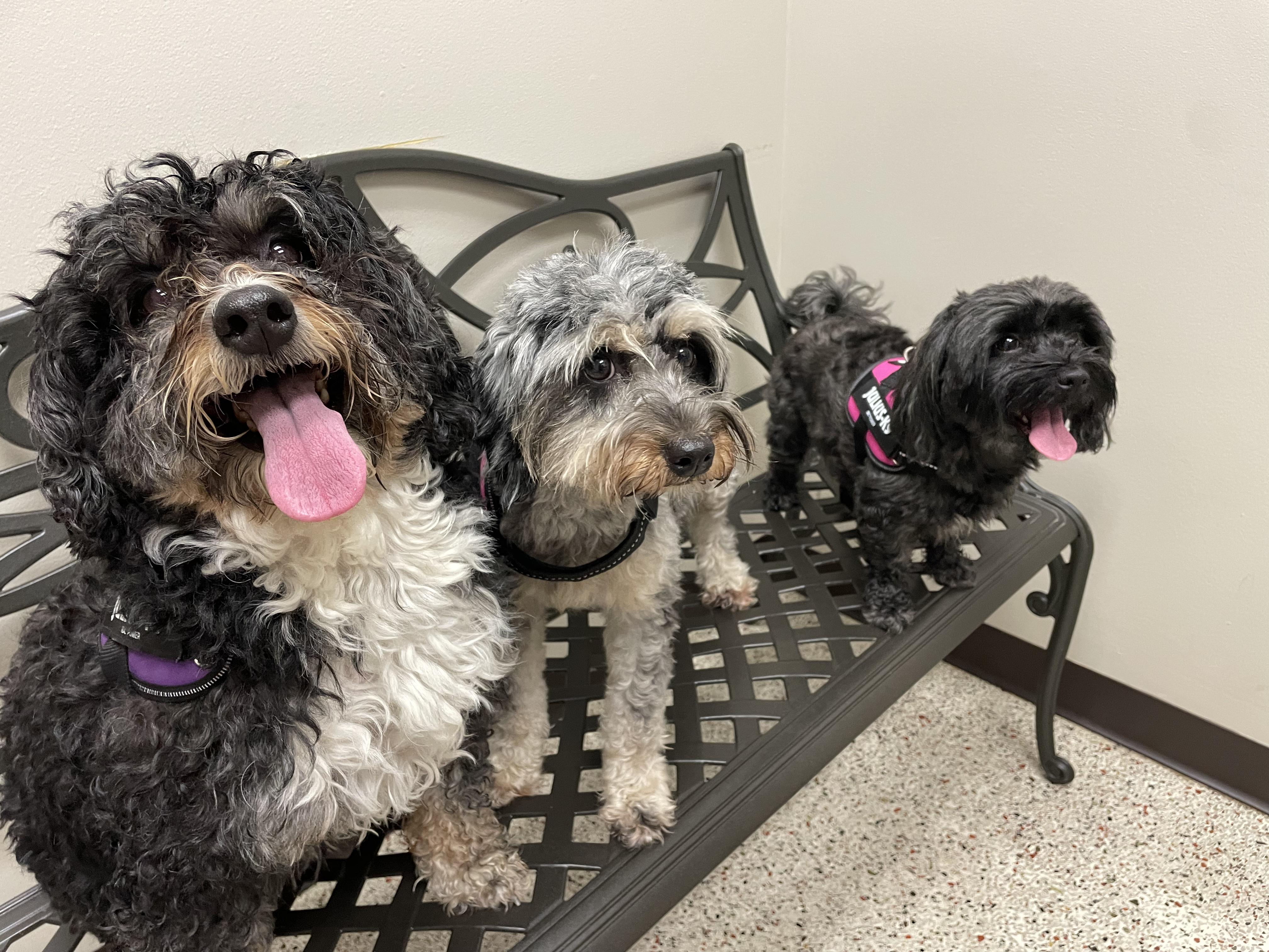 Precious Paws and Purrs in Tennessee | Bernedoodle and Havapoo puppies ...