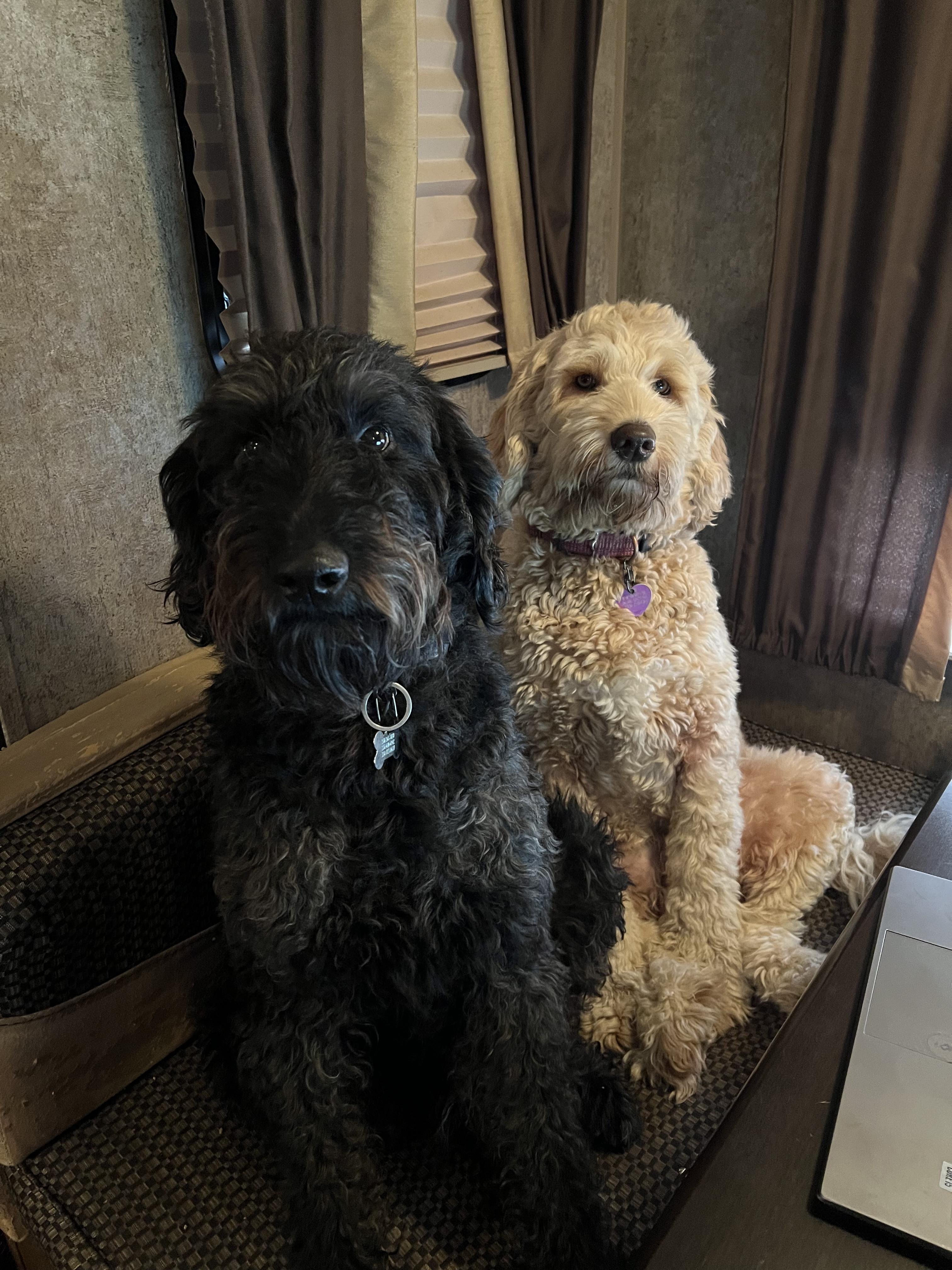 River Run Labradoodles in Texas | Labradoodle puppies | Good Dog