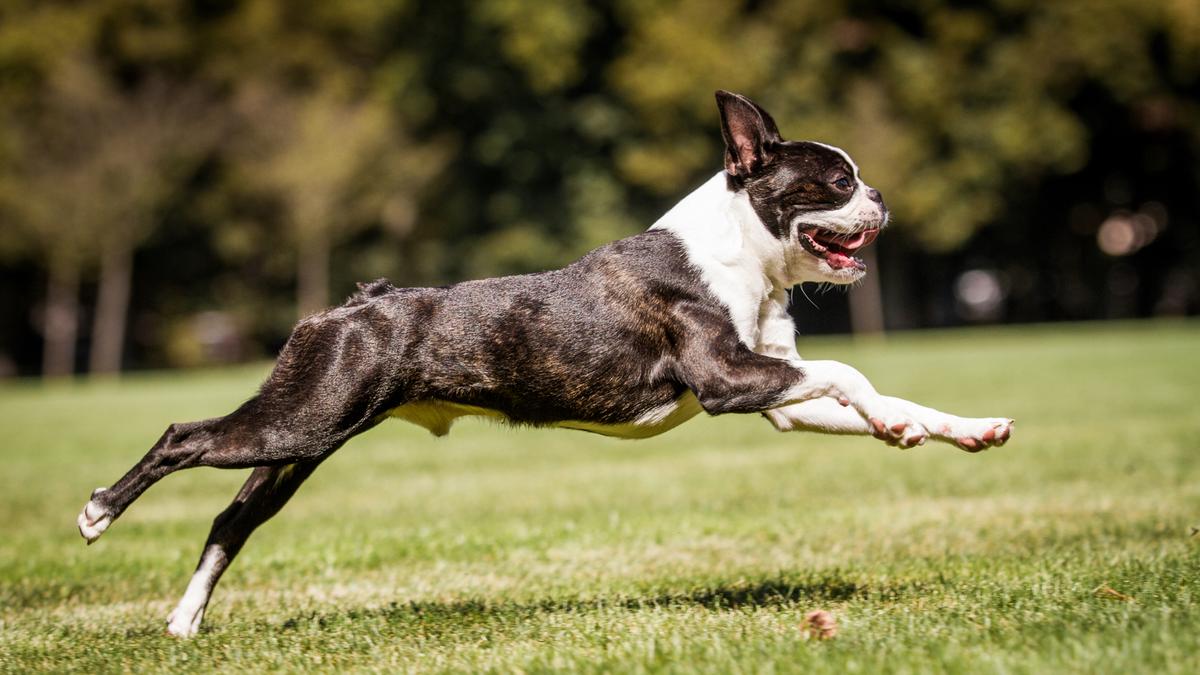 25 cute AKC Registered Boston Terrier puppies for sale | Good Dog