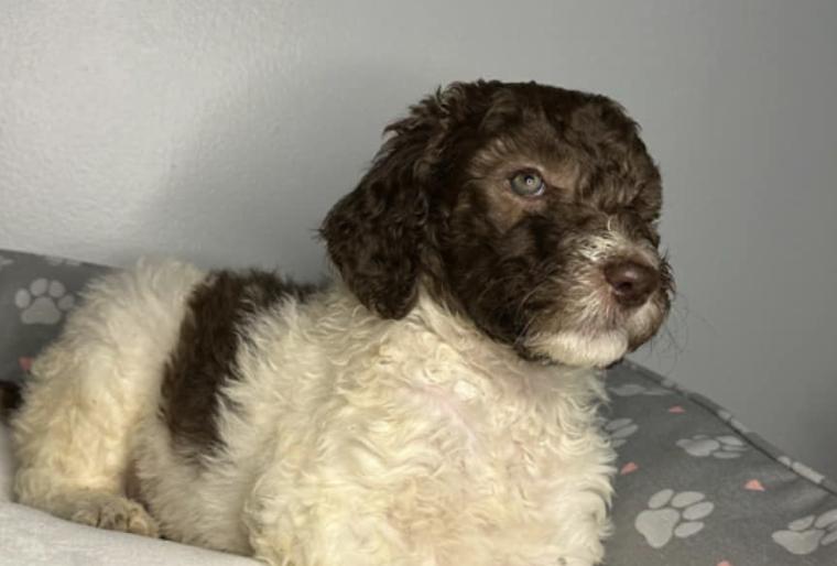 Wild and Wonderful Poodles and Doodles in West Virginia | Goldendoodle ...