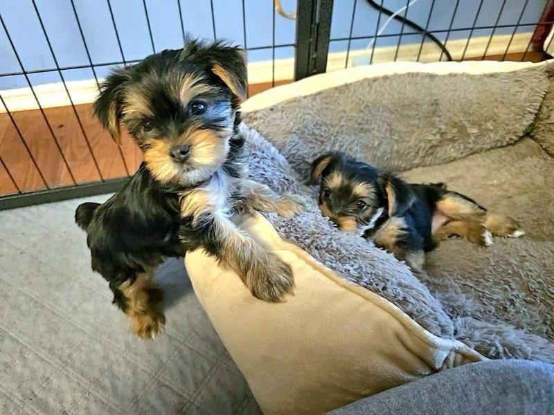 Kathryn's Yorkies in West Virginia | Yorkshire Terrier puppies | Good Dog