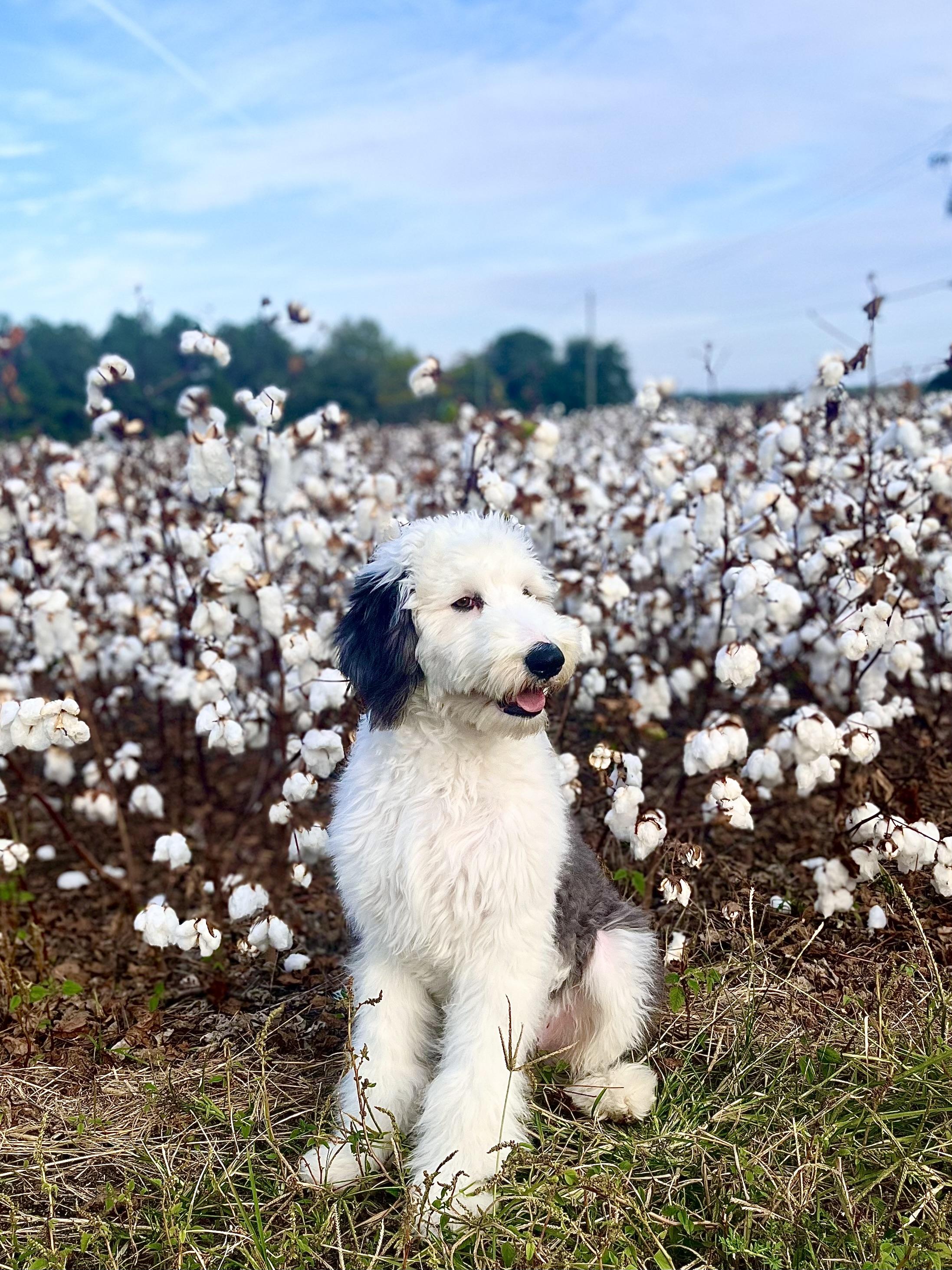 Luxapallila Sheepadoodles in Alabama | Sheepadoodle puppies | Good Dog