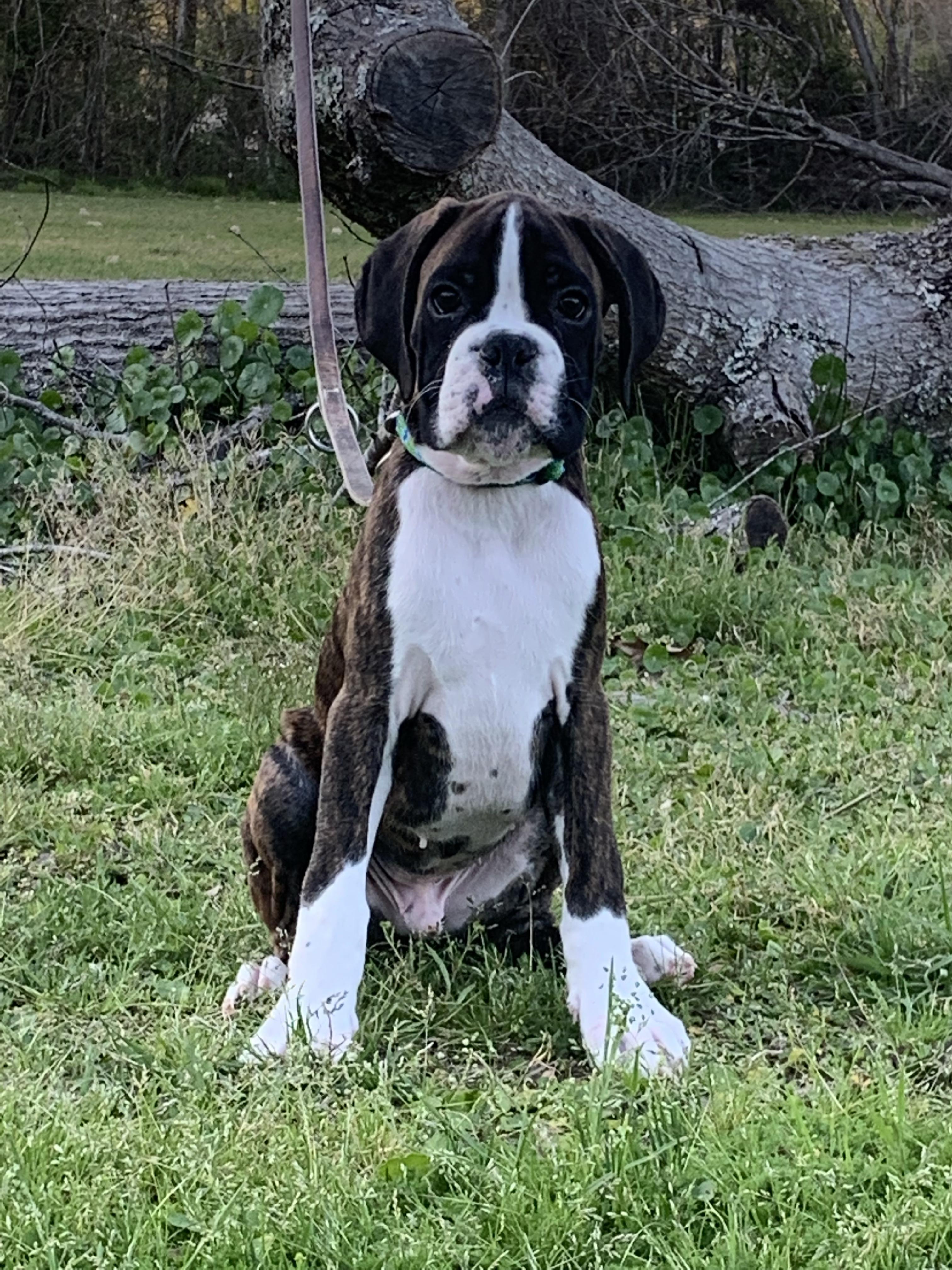 Aleman Euro Boxers (Veteran owned) in Louisiana | Boxer puppies | Good Dog
