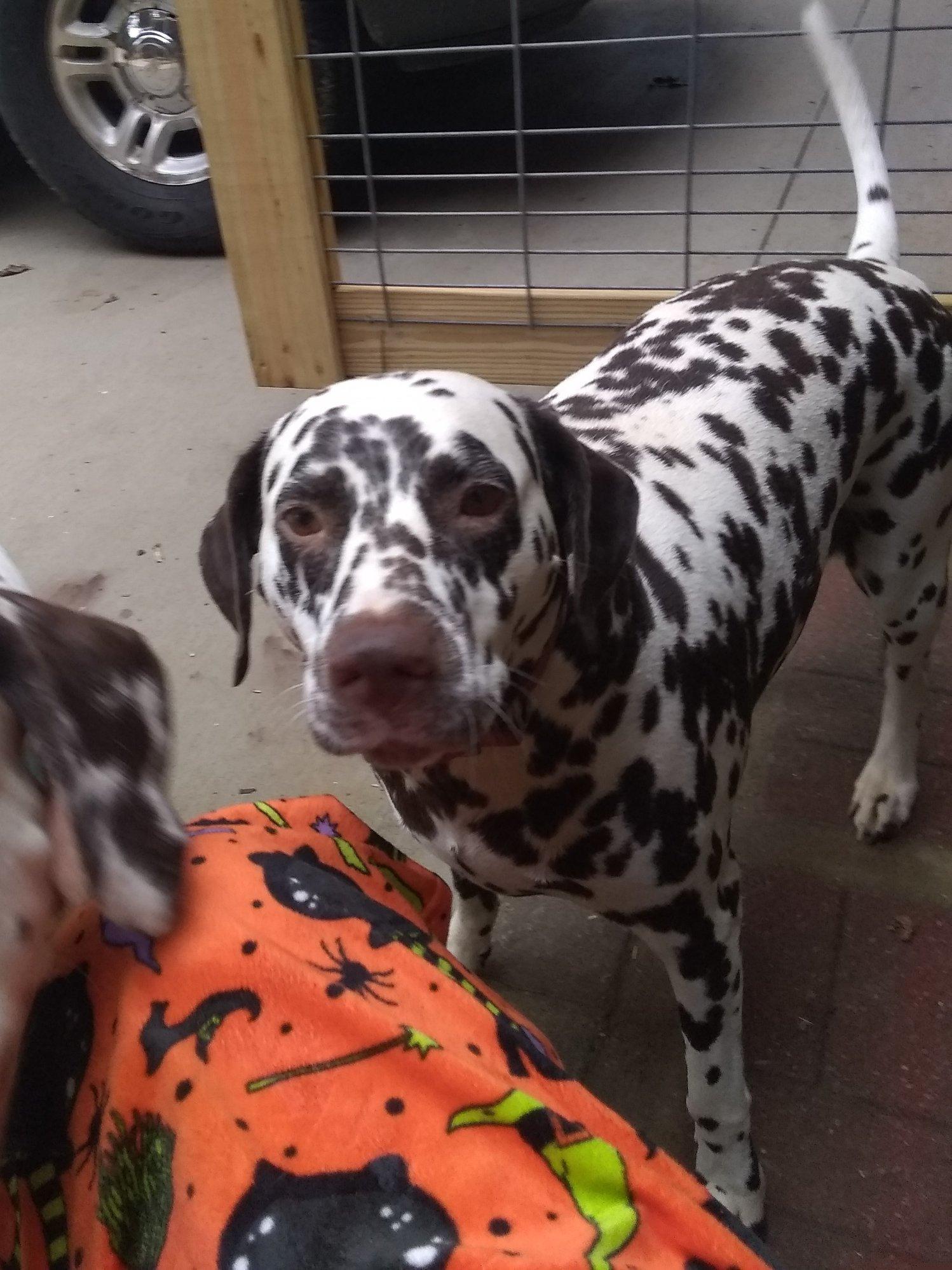 Huckleberry Hill Farm in Alabama | Dalmatian puppies | Good Dog