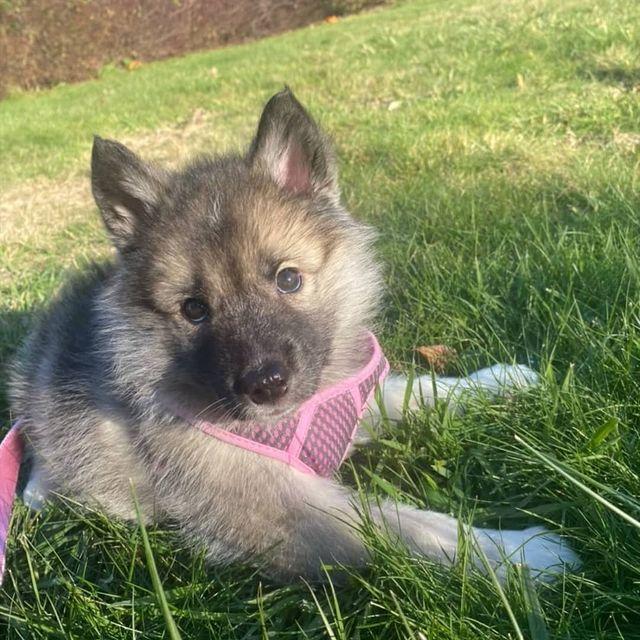 Siberian Husky RI in Rhode Island | Siberian Husky puppies | Good Dog