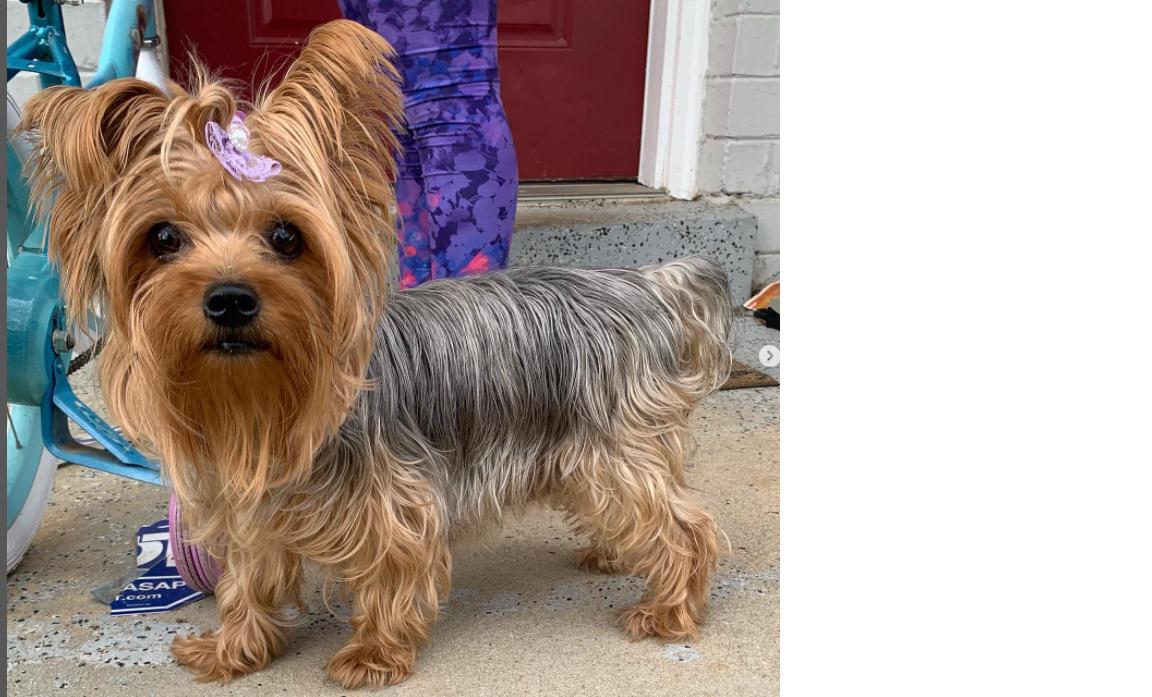 Purple Ribbon Yorkie Kennel in Washington, D.C. | Yorkshire Terrier ...