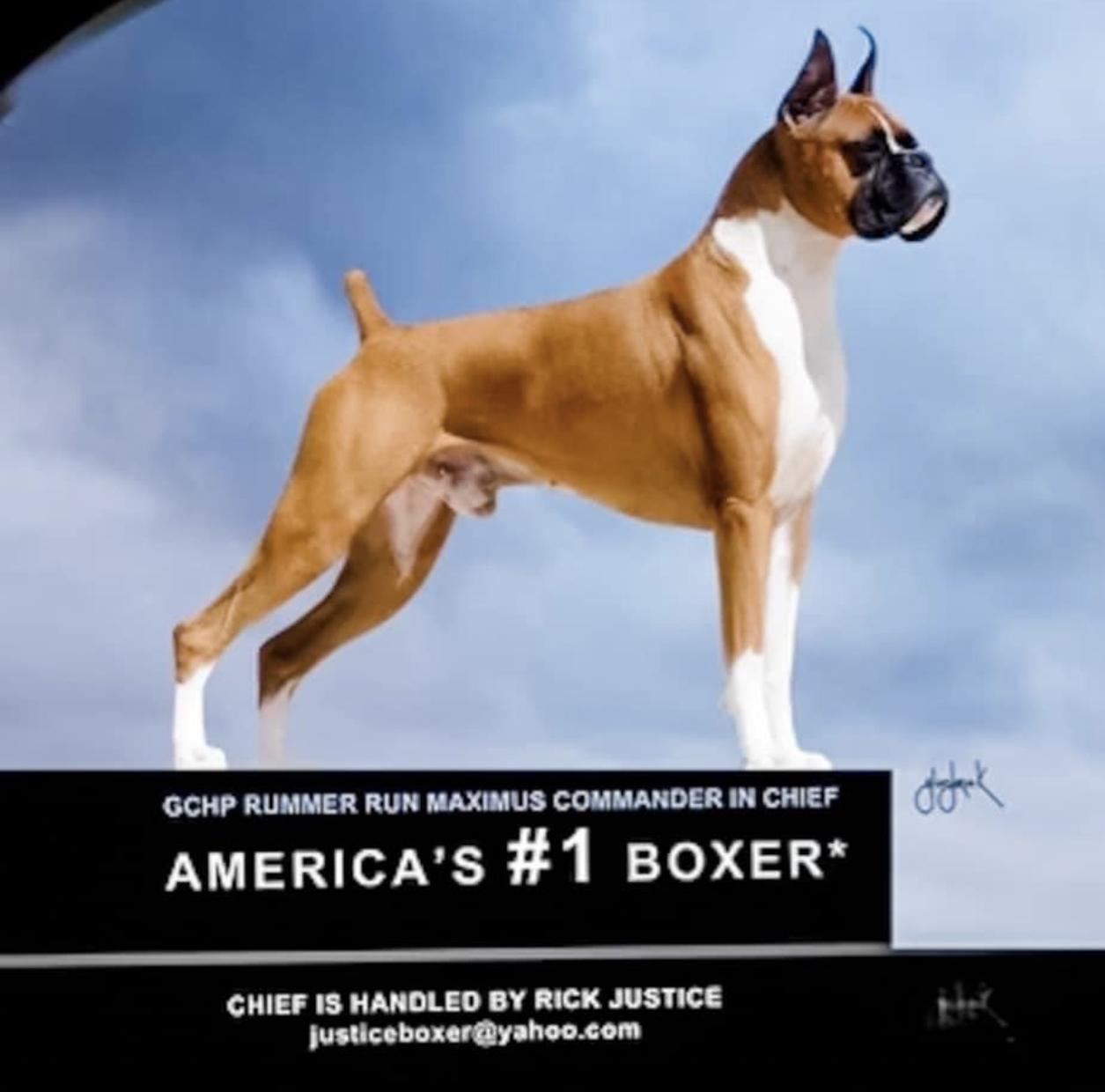 Rummer Run Boxers in Alabama | Boxer puppies | Good Dog