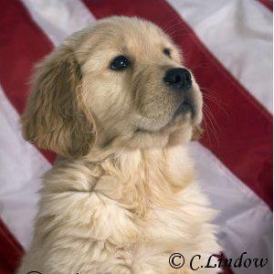 Micin’s Retrievers in Michigan | Golden Retriever puppies | Good Dog