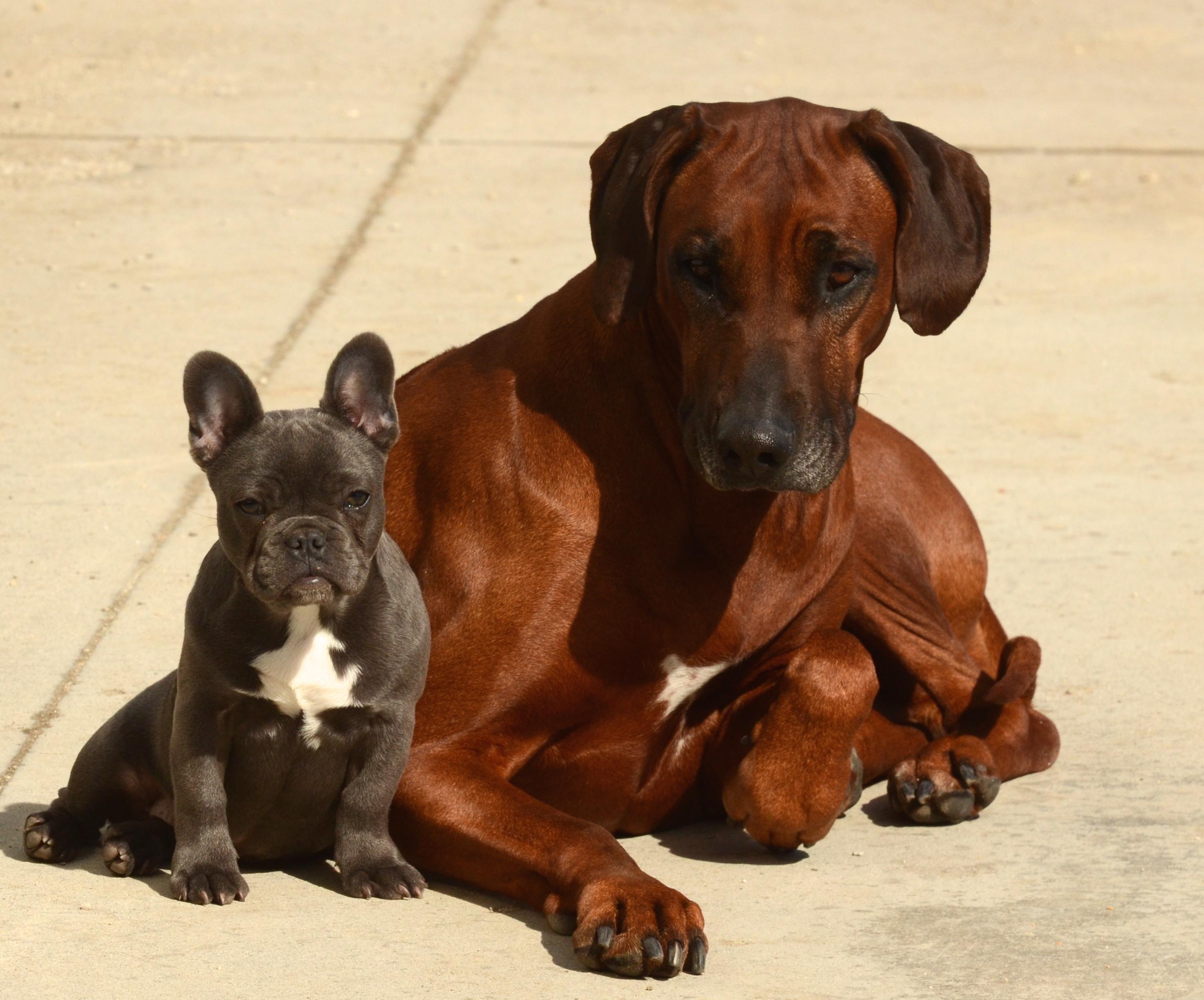 Ukukhanya Ridgebacks in Montana | Rhodesian Ridgeback puppies | Good Dog