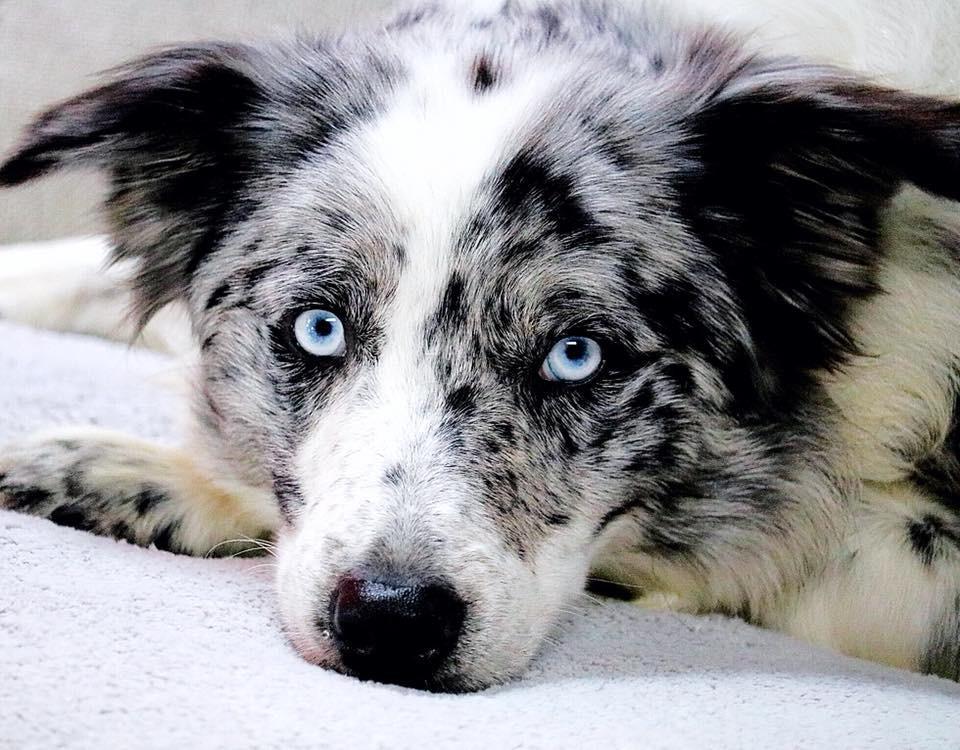 Effervescent Border Collies in Texas | Border Collie puppies | Good Dog
