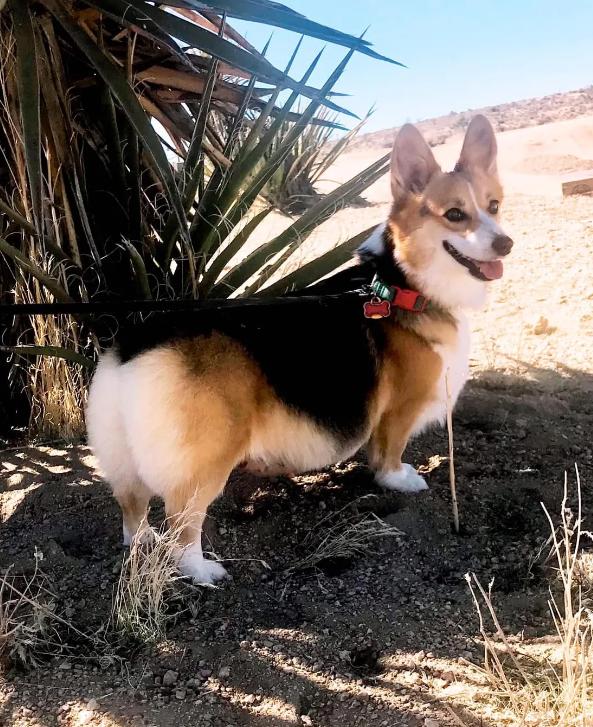 MRS California Corgi in California | Pembroke Welsh Corgi puppies ...