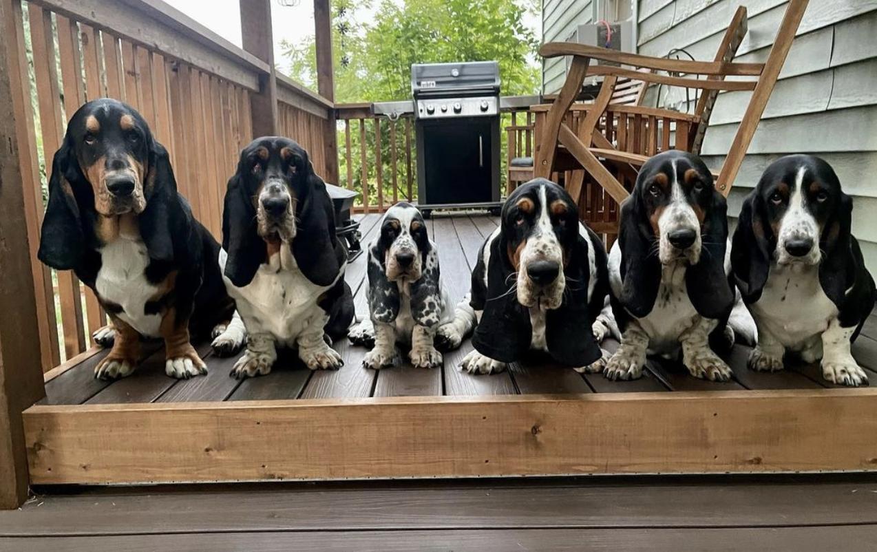 Dilley's Country Bassets in Oregon | Basset Hound puppies | Good Dog