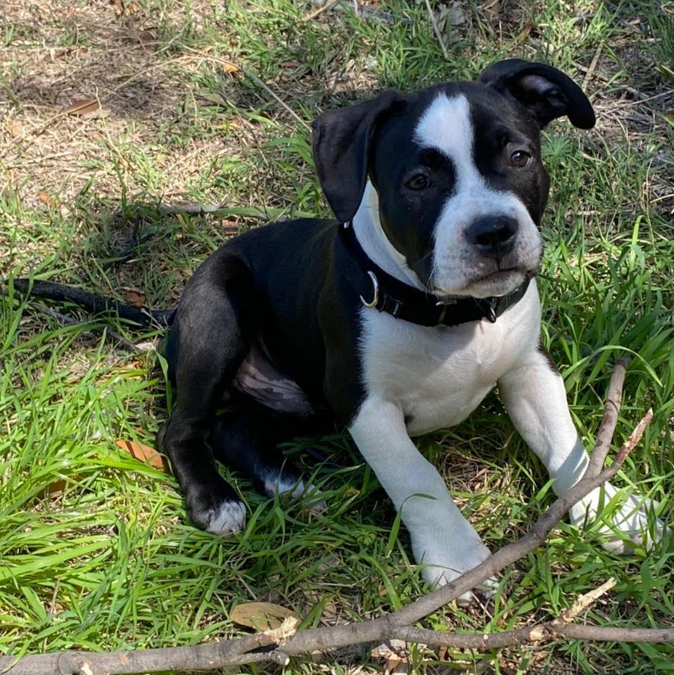 David’s House of Bullyz in California | American Bully puppies | Good Dog