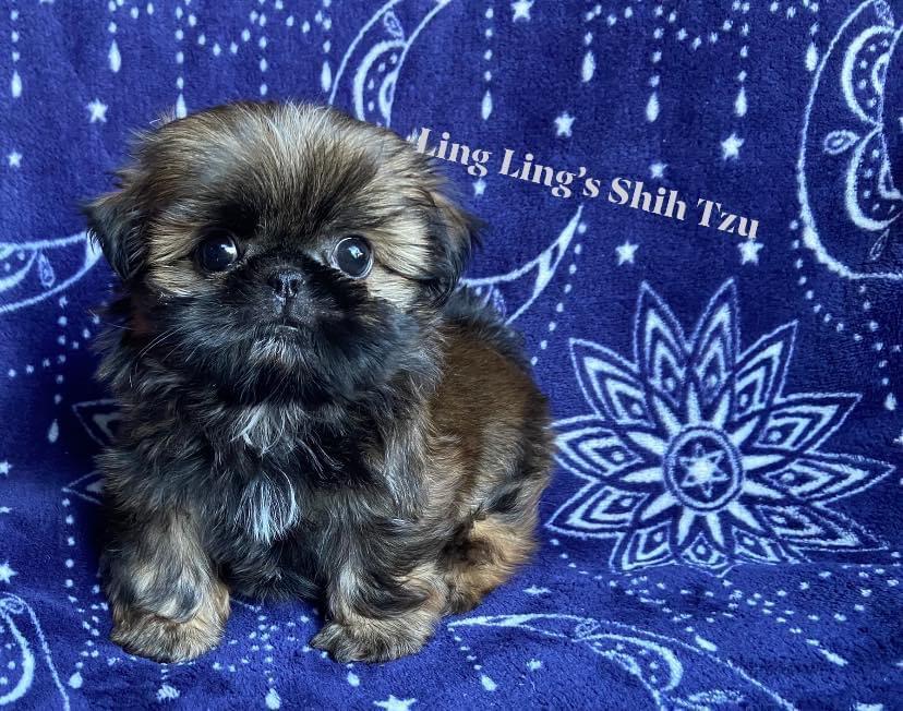 Ling Ling’s Shih Tzu in California | Shih Tzu puppies | Good Dog