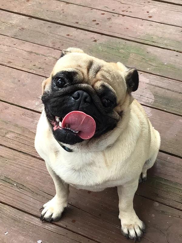 Belleviewpugs.com in Florida | Pug puppies | Good Dog