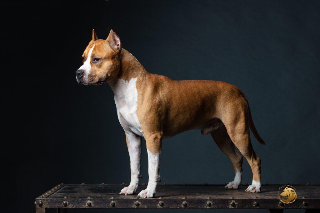 Bold & Beautiful Amstaffs in Texas | American Staffordshire Terrier ...