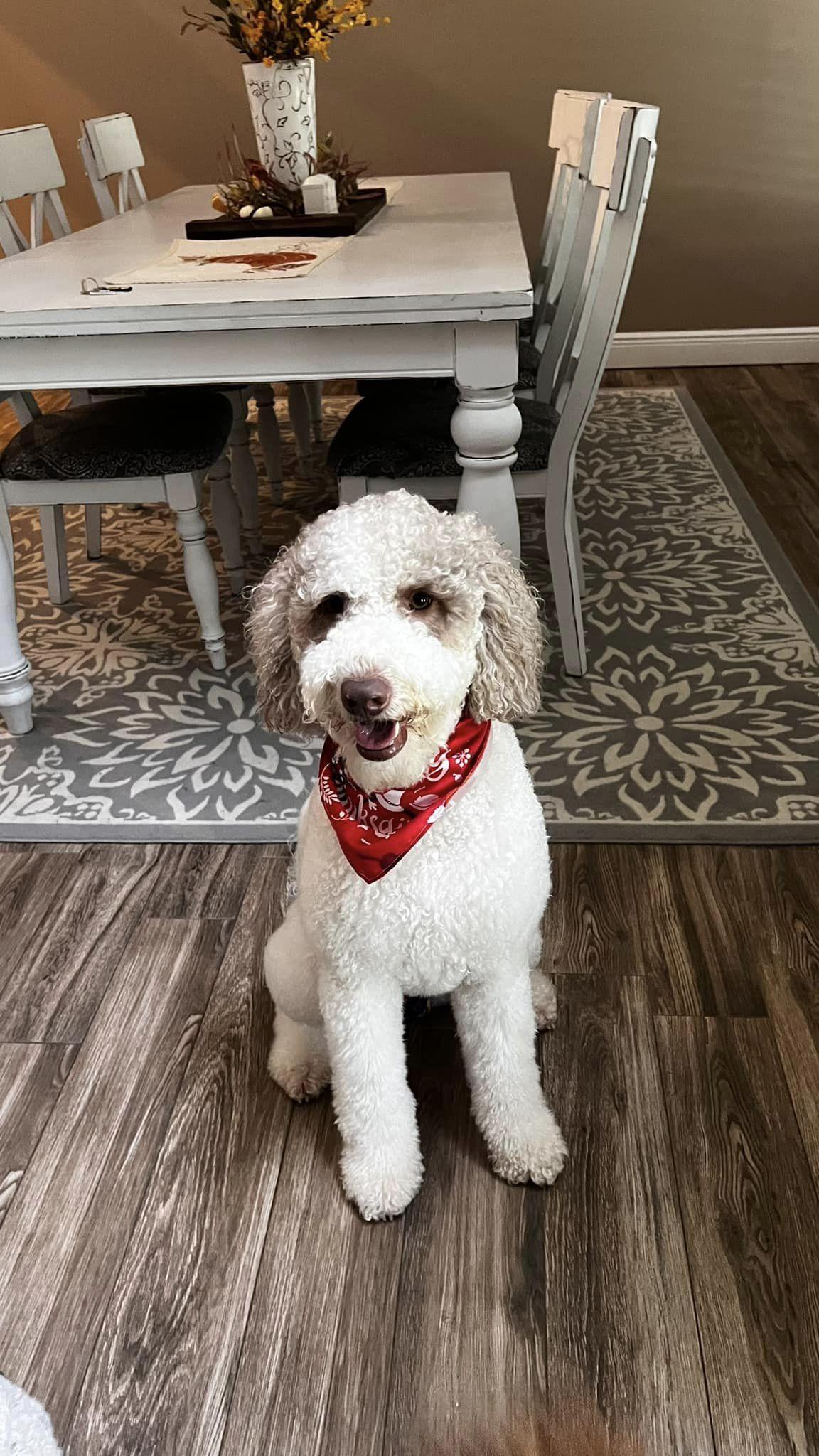 Southern Blossom Doodles in Florida | Goldendoodle puppies | Good Dog