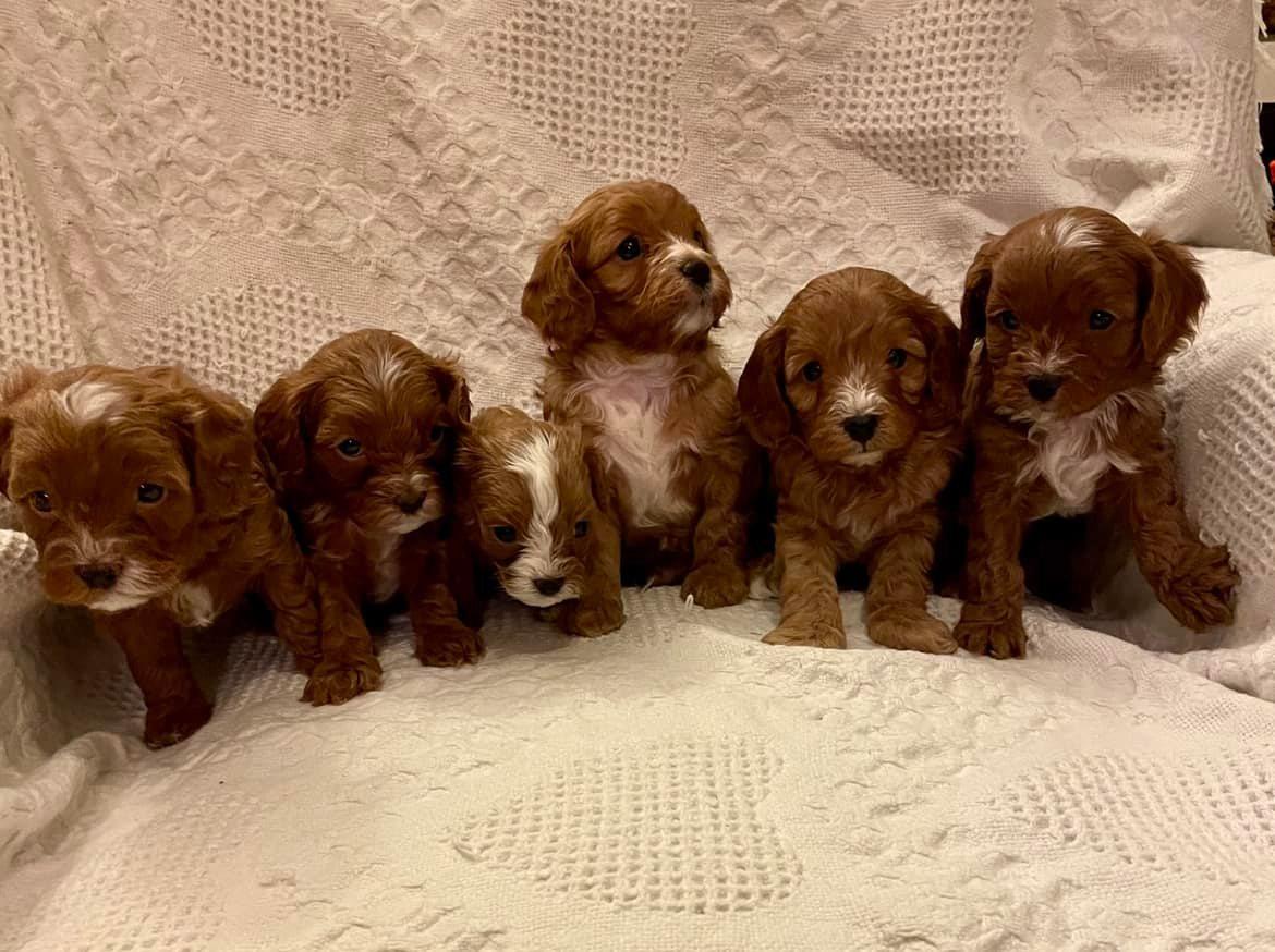 Ellen's Cavapoos in Indiana | Cavapoo puppies | Good Dog