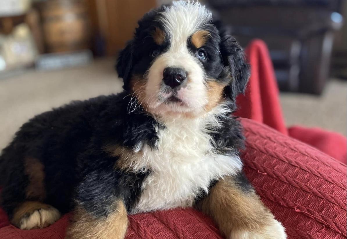 Bear Creek Berners in Minnesota | Bernese Mountain Dog puppies | Good Dog