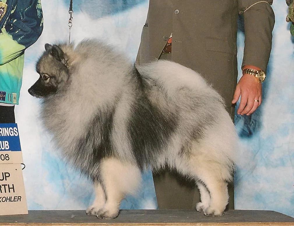 Legend Keeshond in Colorado | Keeshond puppies | Good Dog