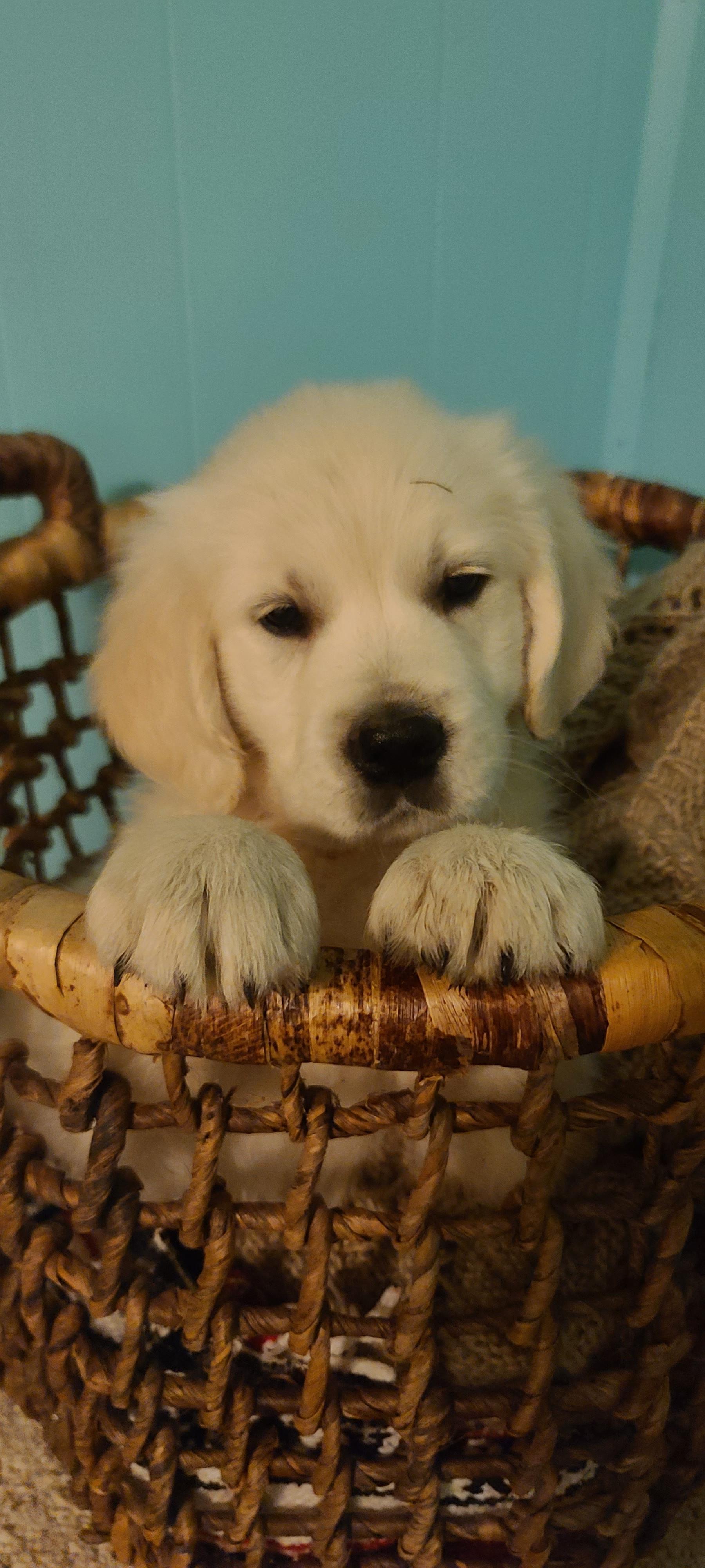 Prairie Winds Goldens in Indiana | Golden Retriever puppies | Good Dog