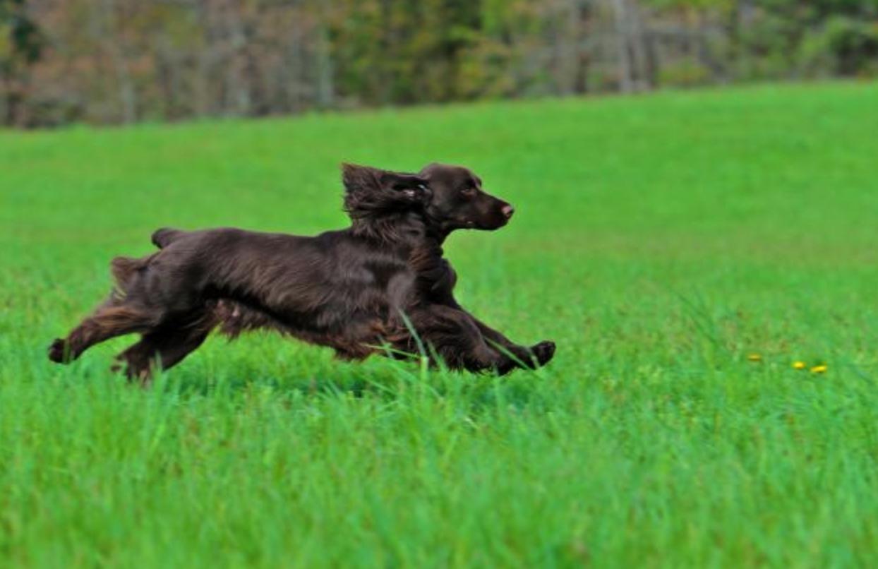 SandsCape Field Spaniels in Tennessee | Field Spaniel puppies | Good Dog